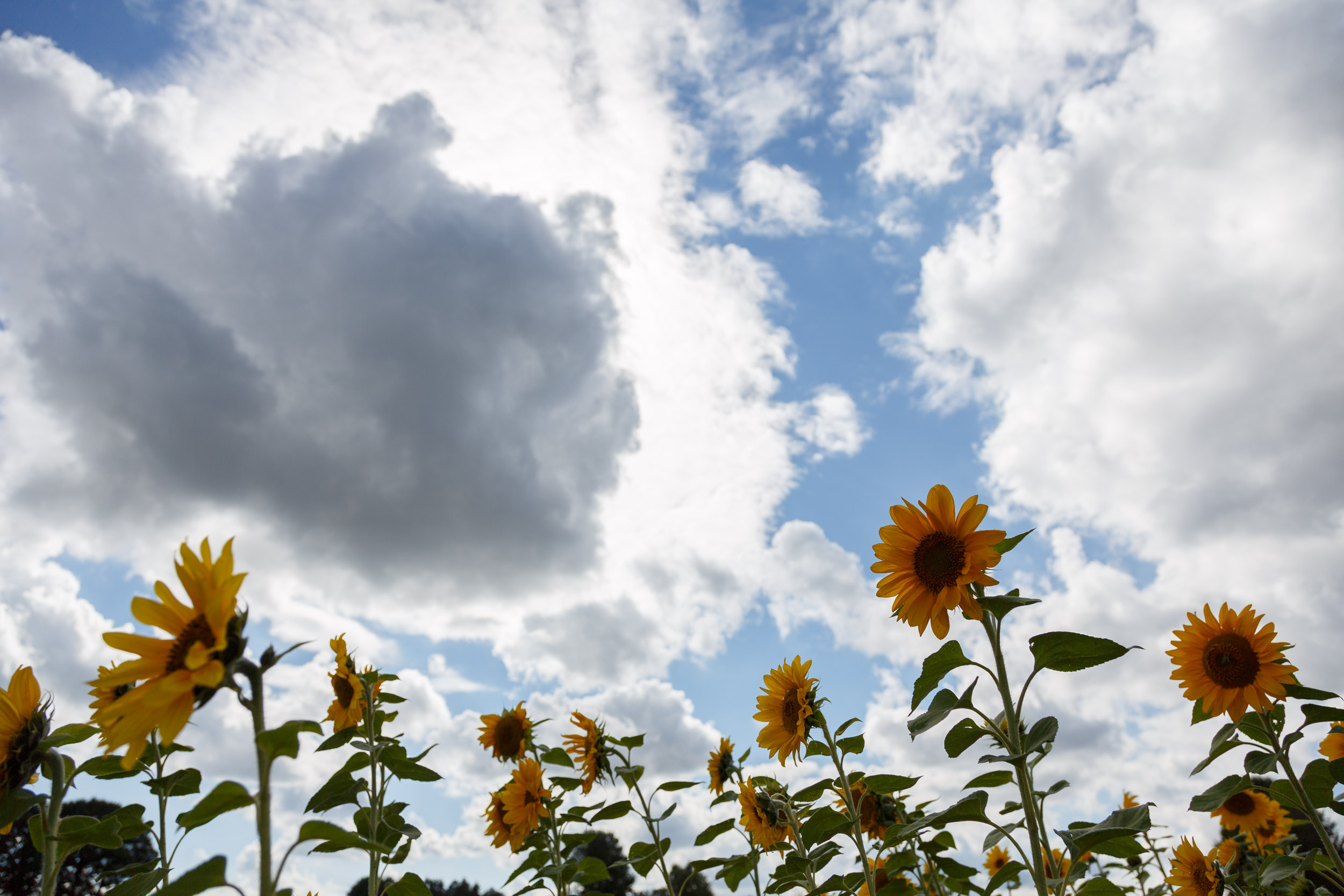 Sunflowers Freestockphotos Sunflowers Freestockphotos